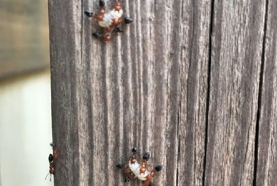 Ant Control | Maximum Pest Management | Wichita KS